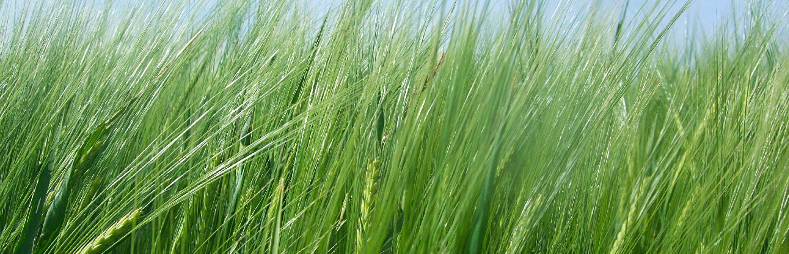 KARRIERE – Karl Stumpf Landesproduktenhandel GmbH